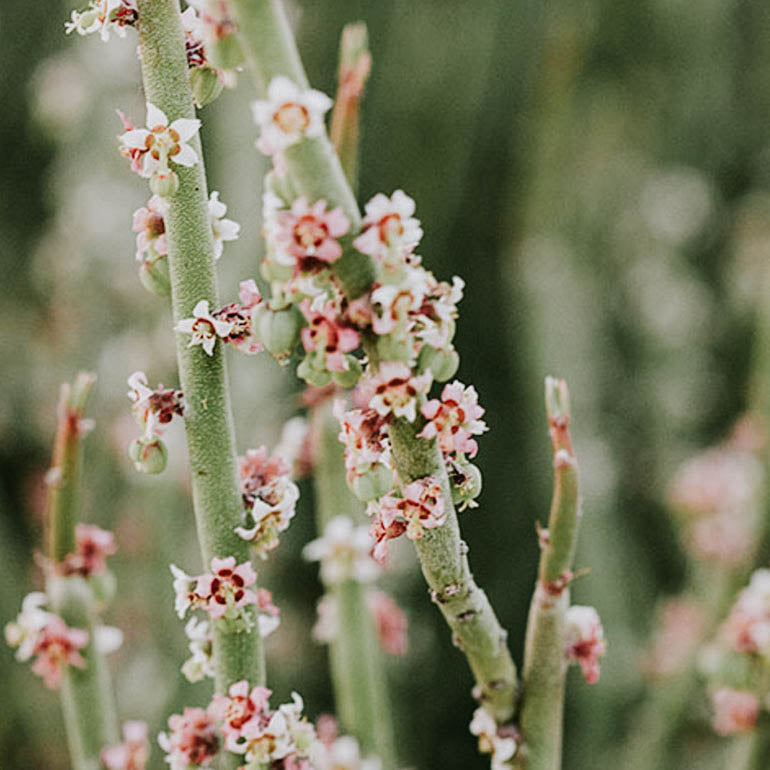 30 Spf Natural Sunscreen | Organic Sunscreen – Wotnot Naturals Australia